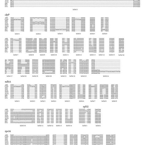 partial multiple sequence alignment of accd clpp ndha rpl32 rps16