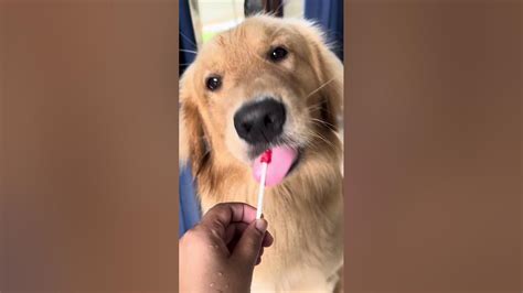 සසම සස ලොලි පොප් එකක් කන්න එන්න යාලුවනේ 🍭🥹 Leo Goldenretriever Youtube Youtube