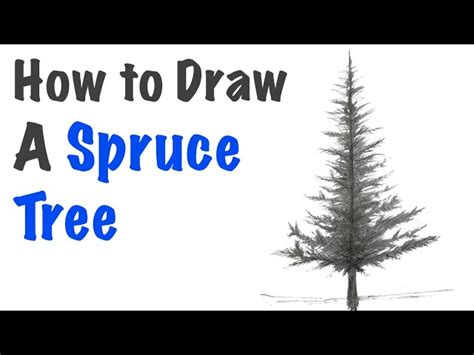 How To Draw A Spruce Tree