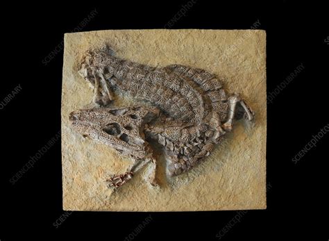 Prehistoric Alligator Fossil Stock Image C013 6830 Science Photo