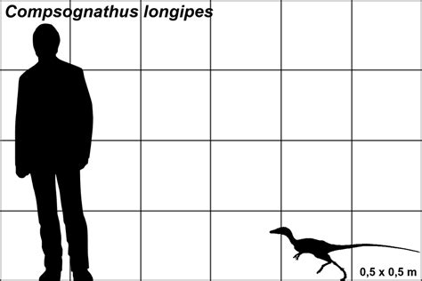 Compsognathus Dinosaurussen