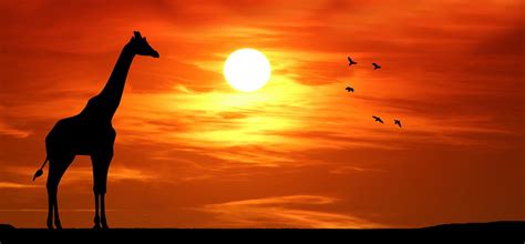 Anıl Ada Panda Notes