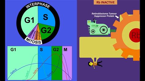 Cyclins And Cdks Cell Cycle Regulation Youtube