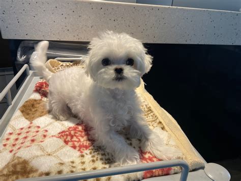 말티즈소금이 강아지책임분양 강아지분양 고양이분양 컴투펫 시츄 셔틀랜드쉽독 말티푸 미니핀 치와와 요크셔테리어 포메라니안 말티즈 분양