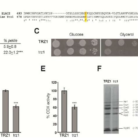 Figure S2 Yeast Complementation Download Scientific Diagram