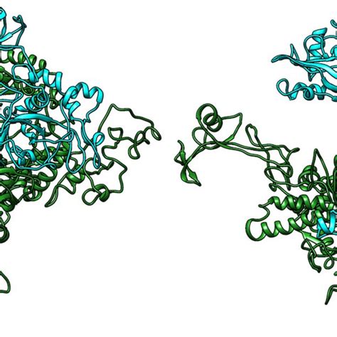 Schematic Representations Of The Structural Models Of β And β Subunits