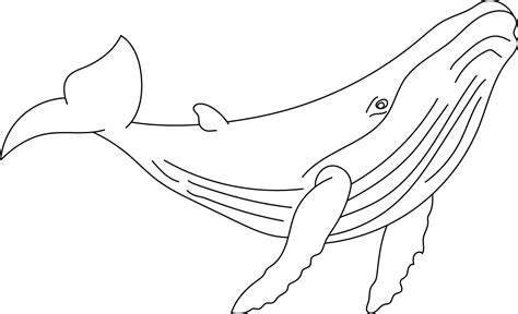 Whale Images Clip Art