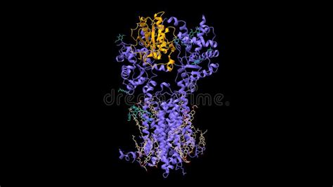 Cell Membrane Absorb The Molecules 3d Rendering Stock Video Video Of