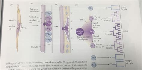 Solved The Passage From “paracrine And Juxtacrine Signaling