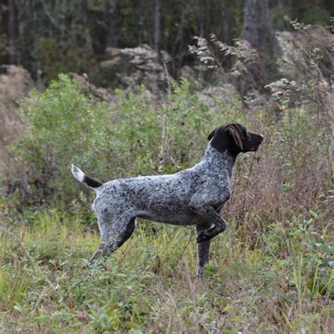 Daughtery Branch Pointers