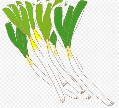手绘小葱png图片素材下载图片编号qxjmzpda 免抠素材网