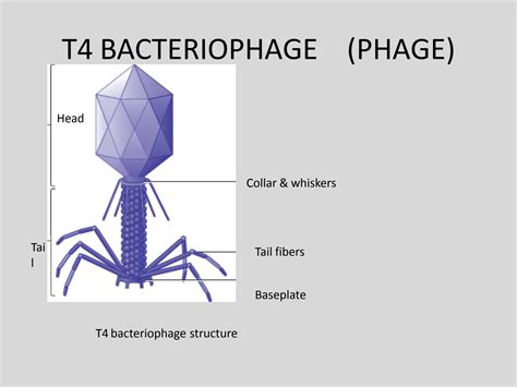 Solution Bateriophaget4 Pahgelytic And Lysogenic Cycleinduction