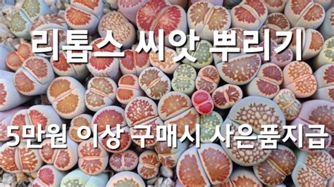 초보자를 위한 리톱스 파종 및 발아 가이드 ️ 다육식물 다육이 리톱스 Succulent 파종 다육이키우기 다육식물키우기 리톱스발아 리톱스파종 Youtube