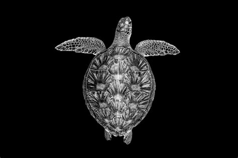 Turtle Shell Wallpaper Wallpaper The Ocean Turtle Sea Shell For