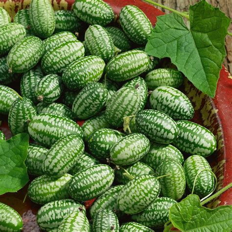 Cucamelon Seeds Heirloom Non Gmo 65 Days To Maturity 1 G Packet