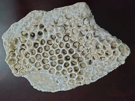 Fossil Coral Calcium Carbonate Polyps Tampabay Coral Not Aratized Very