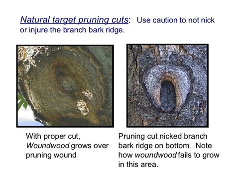 4a Basic Pruning Cuts And Codit