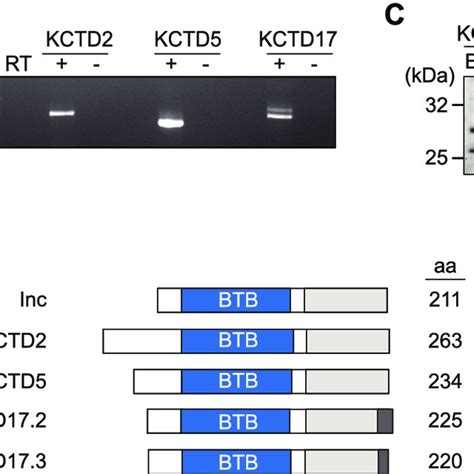 Human Twik2 Shows The Same Properties As Rat Twik2 When Expressed In