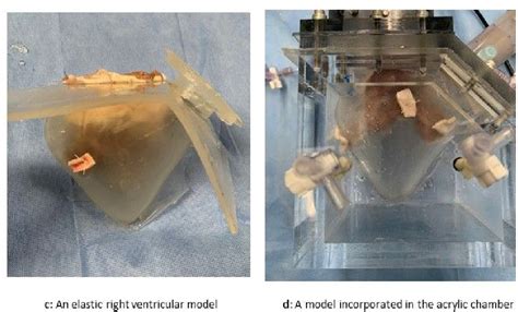 Table 1 From A Tissue Hybrid Right Ventricular Pulsatile Circulatory Simulator With A Functional