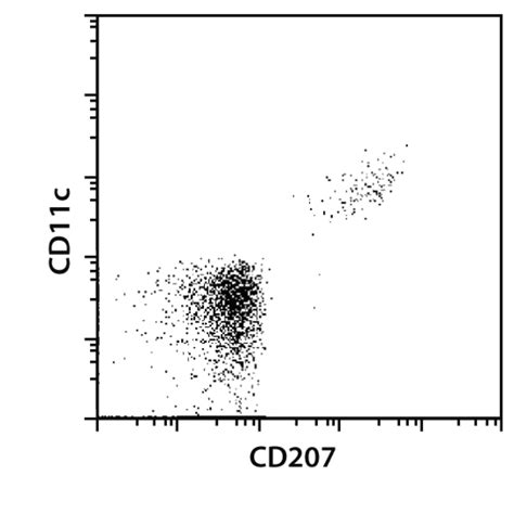 Dendritic Cells Mouse Miltenyi Biotec Australia