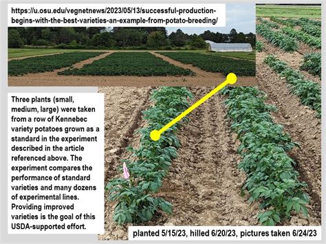 Optimize Potato Seeding Depth And Hill Management For Your Varieties