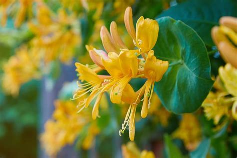 10 Flowers That Represent Love To Give To Someone You Adore Lovetoknow
