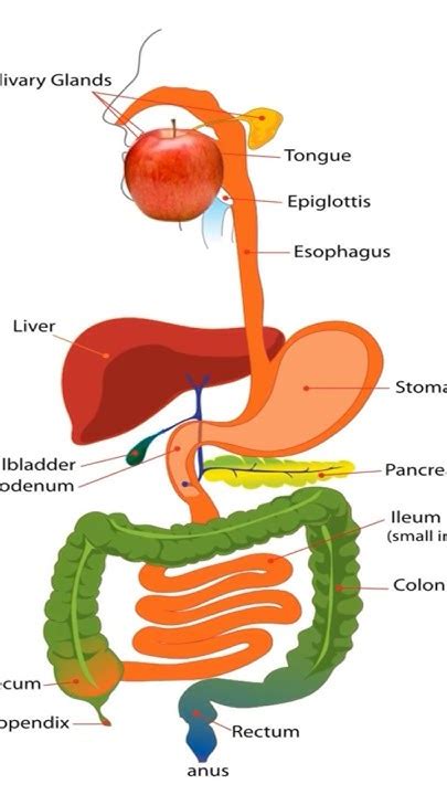 음식 소화과정 Youtube