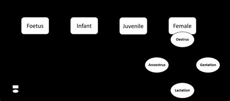 Schematic Representation Of The Class Structure Used In The Model 177