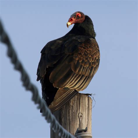 Turkey Vulture California Ricelands Waterbird Foundation