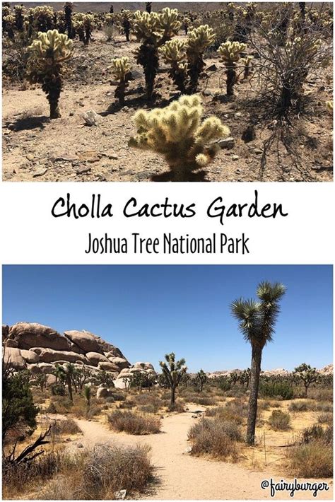 Cholla Cactus Garden Nature Trail In Joshua Tree National Park
