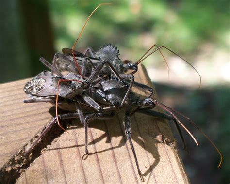 Three Wheel Bugs Mating What S That Bug