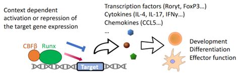 The Roles Of Runx Proteins In Lymphocyte Function And Anti Tumor