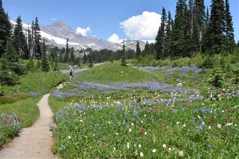 Paradise — Washington Trails Association
