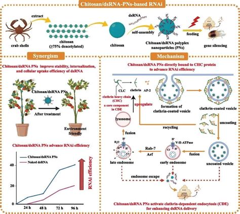 每日科研进展 L 2023 12 15 L 壳聚糖 Dsrna 复合纳米粒子通过激活网格蛋白依赖性内吞作用提高环境 Rna 干扰效率 知乎