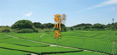 菊川市茶業協会 静岡 深蒸し菊川茶の普及