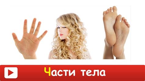 Учим ЧАСТИ ТЕЛА карточки для ДЕТЕЙ по пути методики Домана Развивающий мультфильм от 12 36