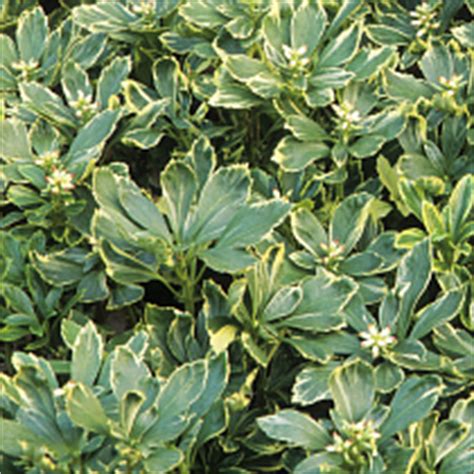 Bbc Gardening Plant Finder Pachysandra