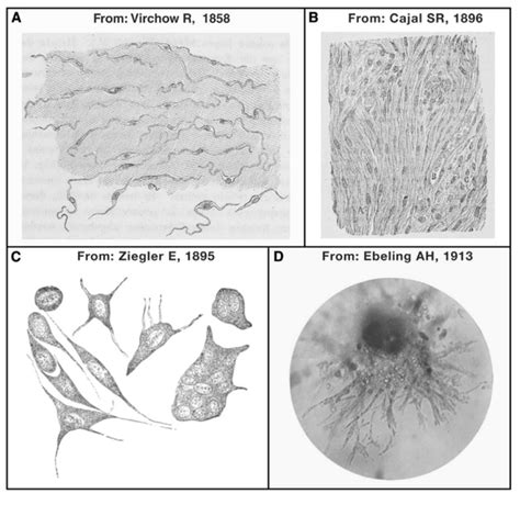 成纤维细胞相关综述 ｜第 1 弹 知乎