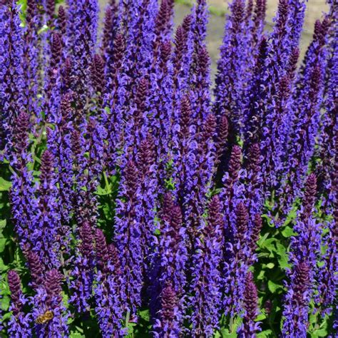 Salvia Nemorosa Blue Bouquetta Sauge Vivace Compacte Très Florifère