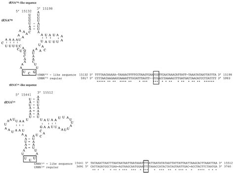 Predicted Secondary Clover Leaf Structure Of A The Trna Arg Download Scientific Diagram