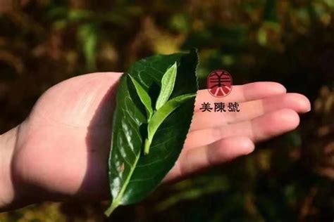 勐库大雪山茶客必喝的普洱茶山头 知乎