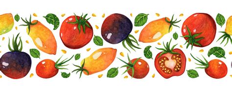 잘 익은 토마토 원활한 수채화 테두리 흰색 배경에 손으로 그린 그림 바질과 오레가노 잎이 있는 빨간색 노란색 검은 색 채소 전체 정원 제품 반쪽 가을에 대한 스톡 벡터 아트