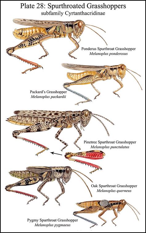 Grasshopper Identification Guide