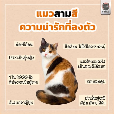 หน้าแมว ได้เวลาอวดเจ้าแมว3สีแล้ววว 🧡🖤🤍