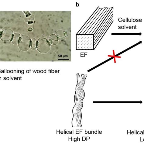 Pdf Cellulose Elementary Fibrils Assemble Into Helical Bundles In S1