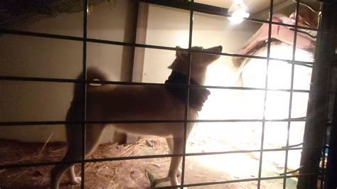 영하7도의 날씨에 밖에서 살아가는 공장개가 걱정되어 개집 안 백열 전구 설치 L 멀리서 보면 개 집 안에 불이 난 줄 L 공장 개집에 백열 전구 설치 후 후기 영상