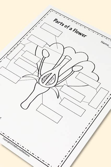 4th Grade Structure And Function Complete Unit Teaching Science With