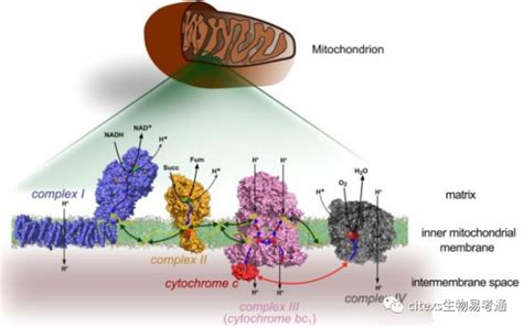 生物化学高频考点（三十五）之电子传递和氧化呼吸链内容及思维导图 知乎