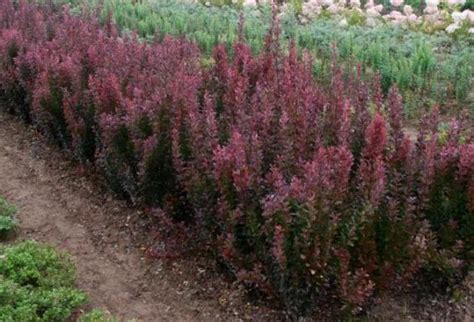 Berberis Thunbergii Rosy Rocket