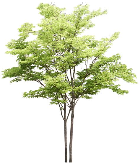 63 条 Tree Section 和 树 点子，即刻收藏 景观、水彩树、树木 以及更多